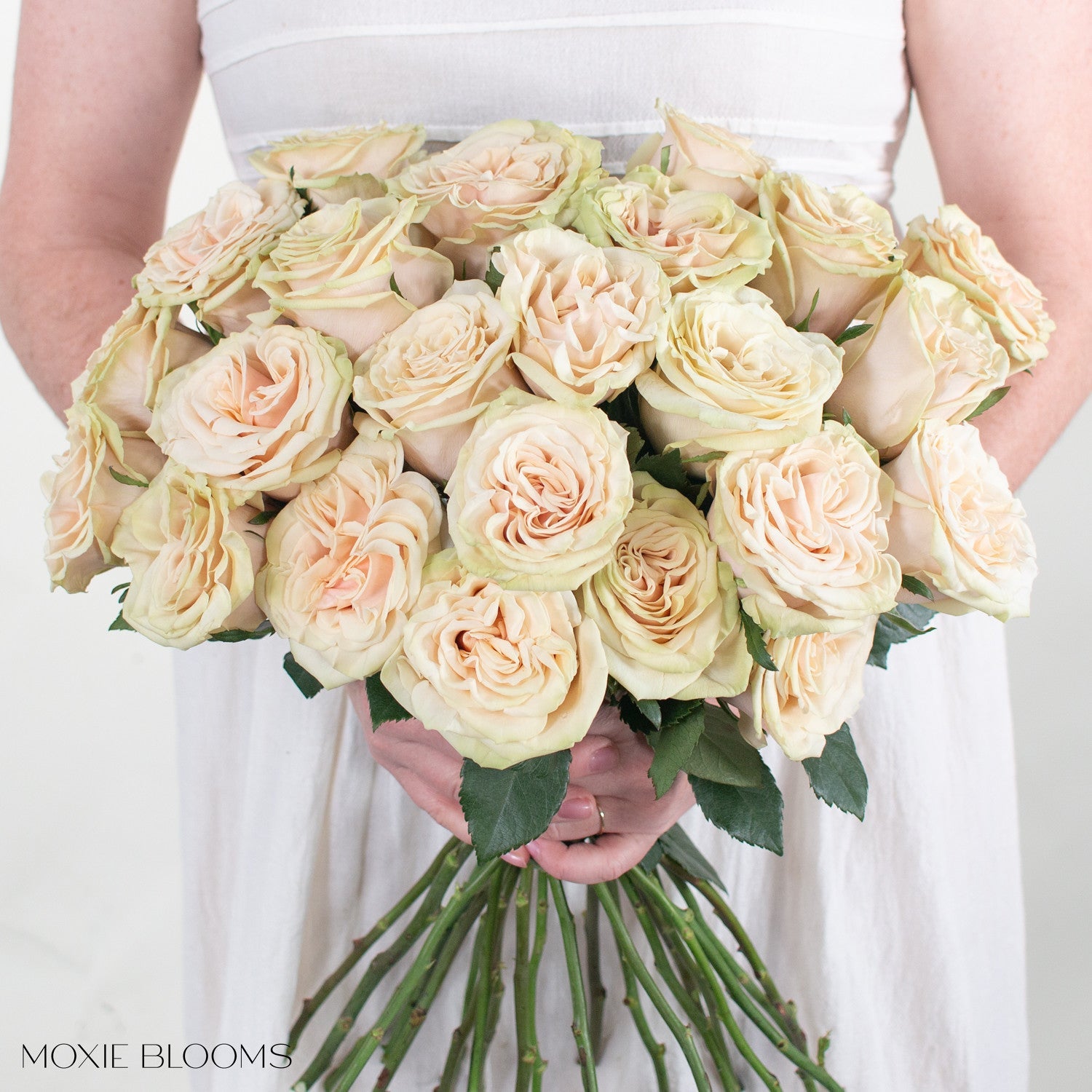 Blush Cream Cute Enigma Roses – Flower Moxie