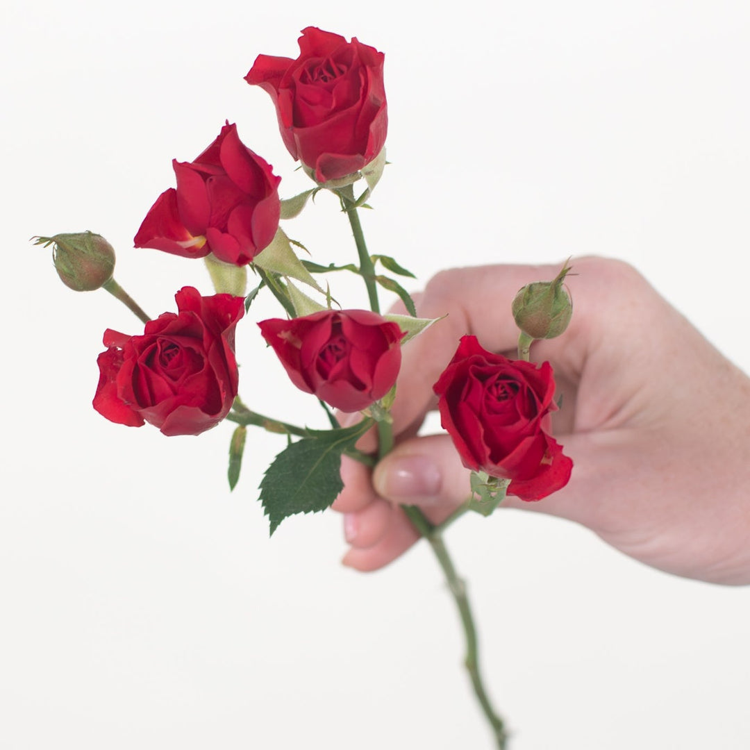 Red Spray Rose Flower | DIY Wedding Flowers | Flower Moxie