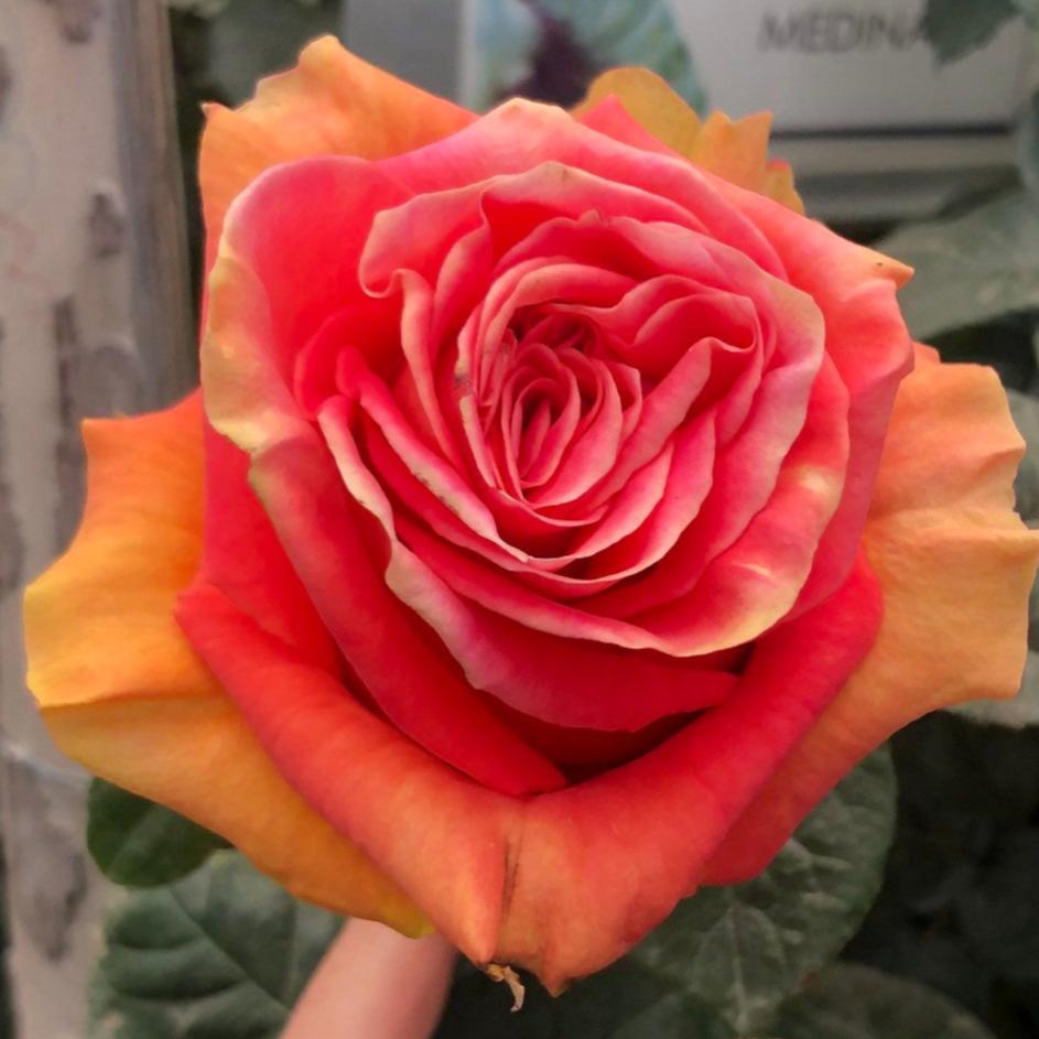 Coral Funky Cold Medina Rose | Bulk Fresh DIY Wedding Flowers | Flower ...