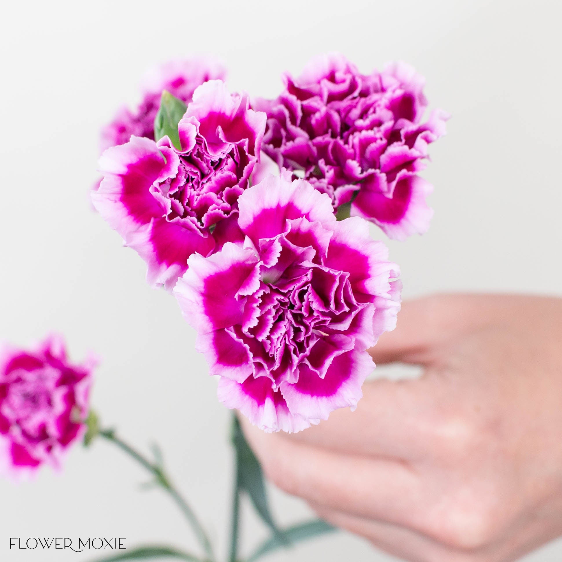 Magenta Bicolor Mini Carnation Flower | DIY Wedding Flowers | Flower Moxie