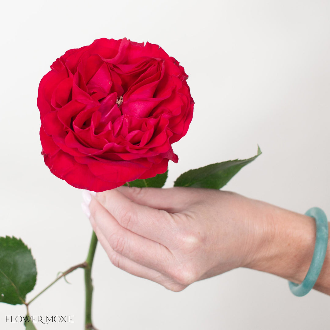 Deep Pink Garden Roses | DIY Flowers | Flower Moxie