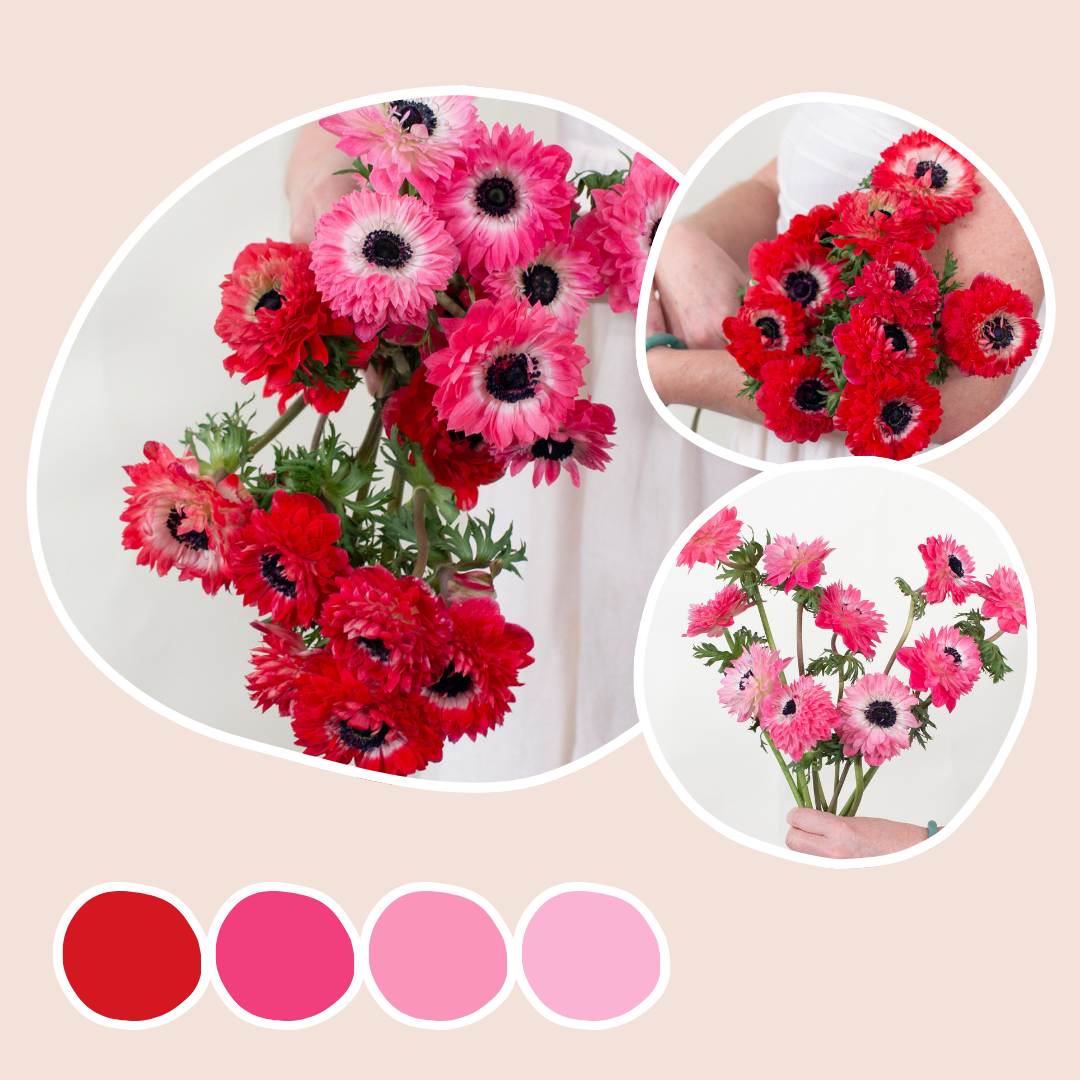 Pink and Red Lotus Anemone Mixed Box | DIY Wedding Flowers – Flower Moxie