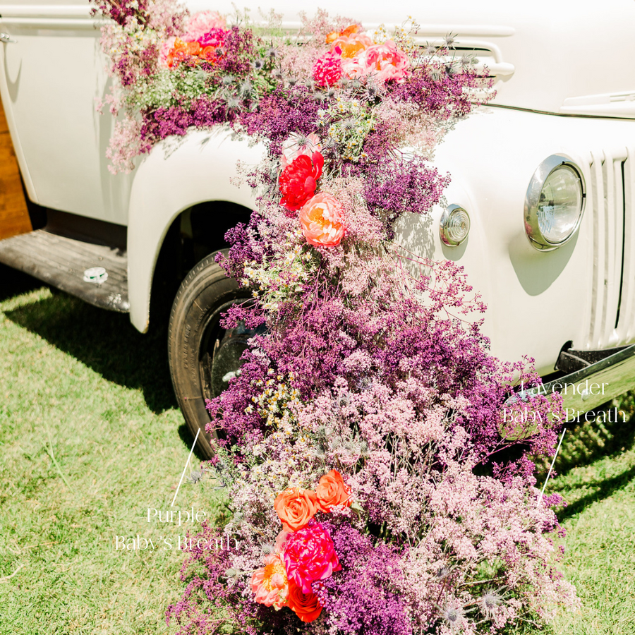 Bulk Purple Baby's Breath | Wedding Flowers Online | Flower Moxie