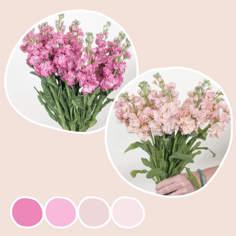 Stock Mixed Box - Peach and Mauve | Flower Moxie Bulk Flowers