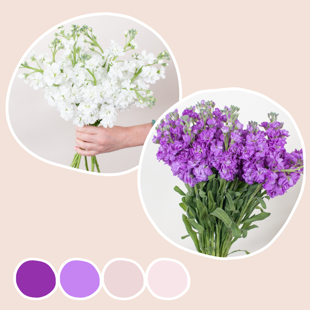 Stock Mixed Box - White and Purple | Flower Moxie Bulk Flowers