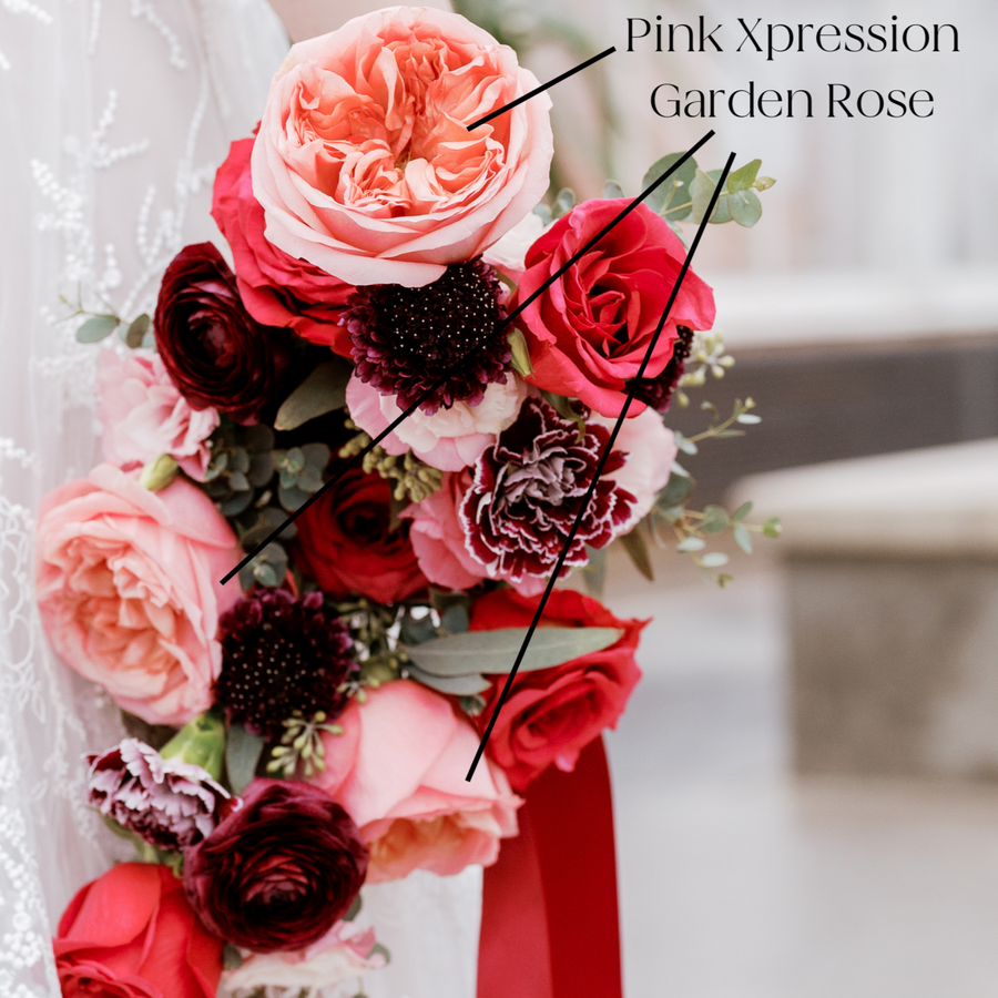 Pink Xpression Garden Rose | DIY Wedding Flowers | Flower Moxie