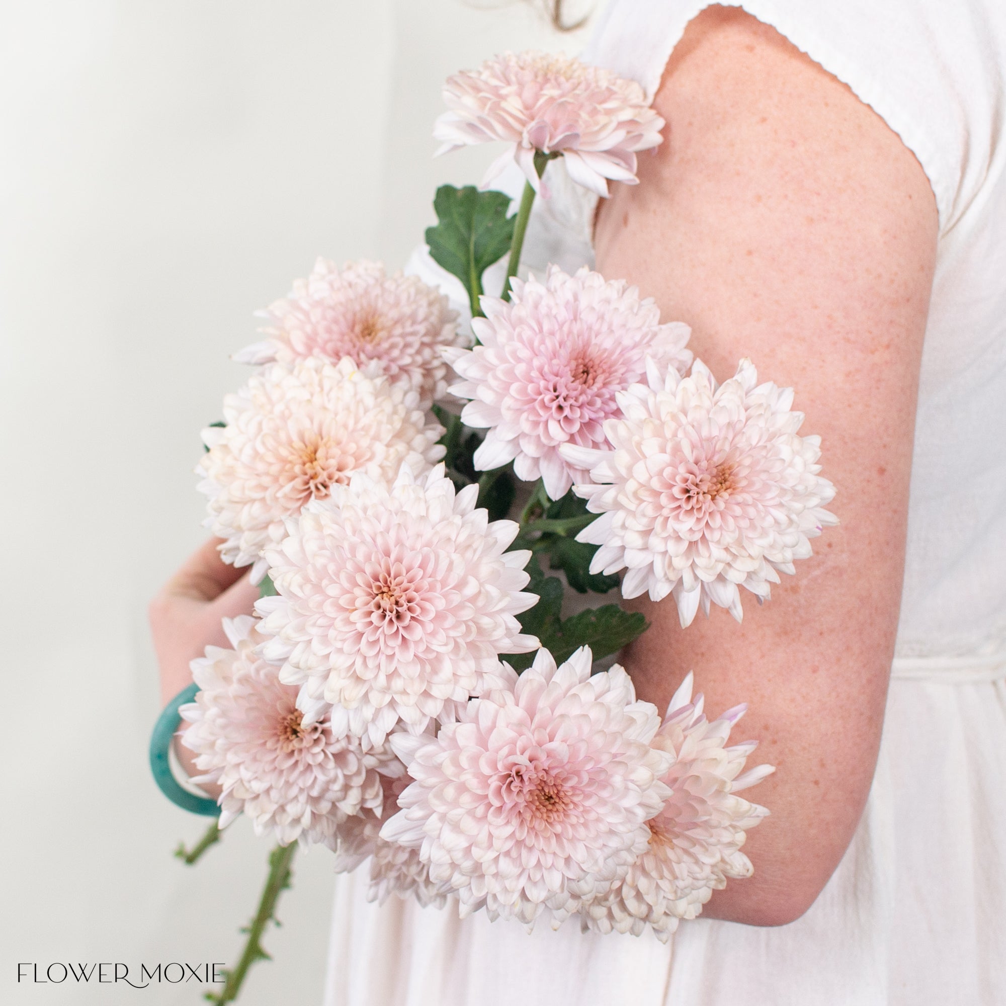 Cafe Latte Cremone Flower | DIY Wedding Flowers | Flower Moxie