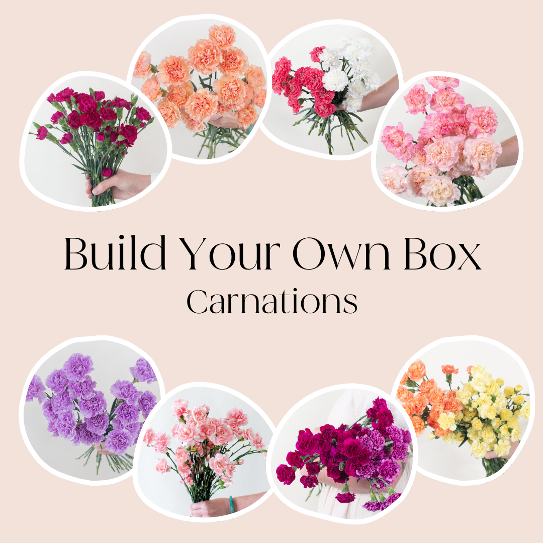 Build Your Own Carnation and Mini Carnation Mixed Box – Flower Moxie