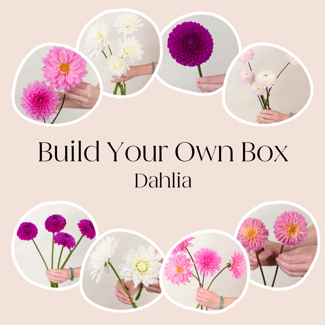 Build Your Own Dahlia Mixed Box – Flower Moxie