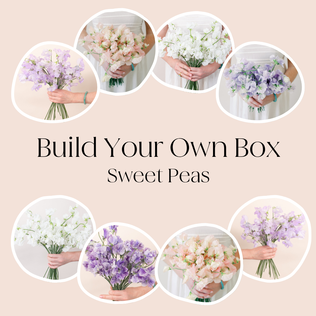 Build Your Own Sweet Pea Mixed Box – Flower Moxie