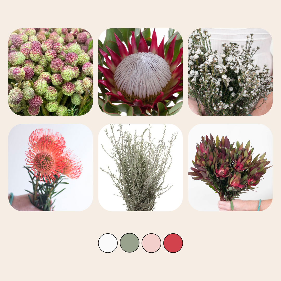 Red Rex Protea Mixed Box | Flower Moxie Bulk Flowers