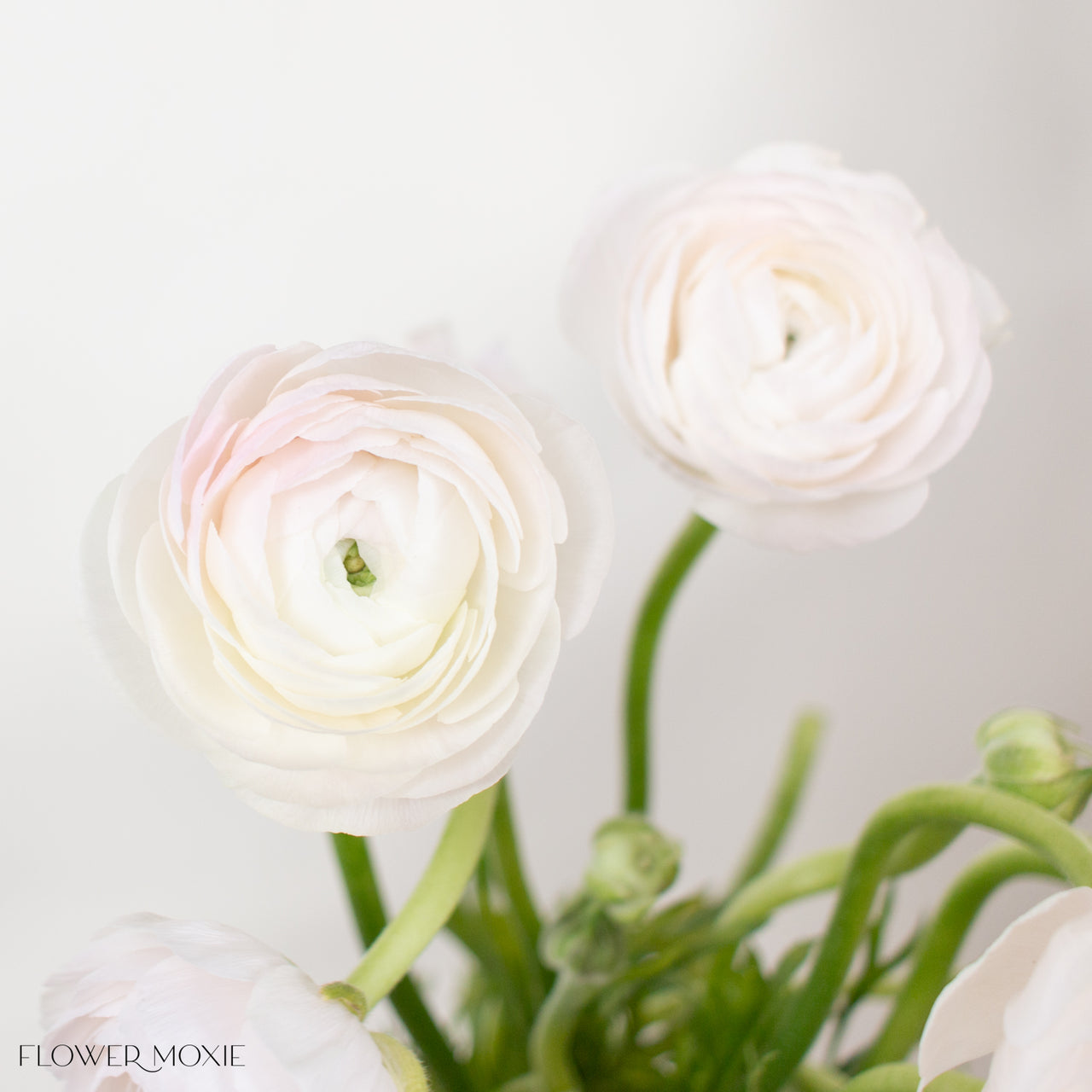 Ranunculus Flowers Online | DIY Wedding Flowers | Flower Moxie