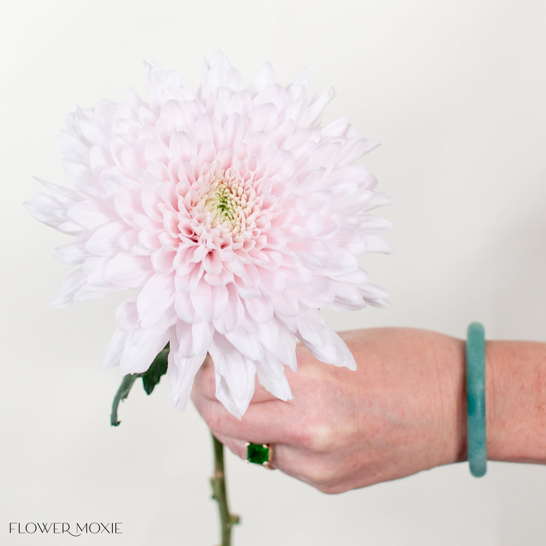Soft Pink Cremone Flower | DIY Wedding Flowers | Flower Moxie