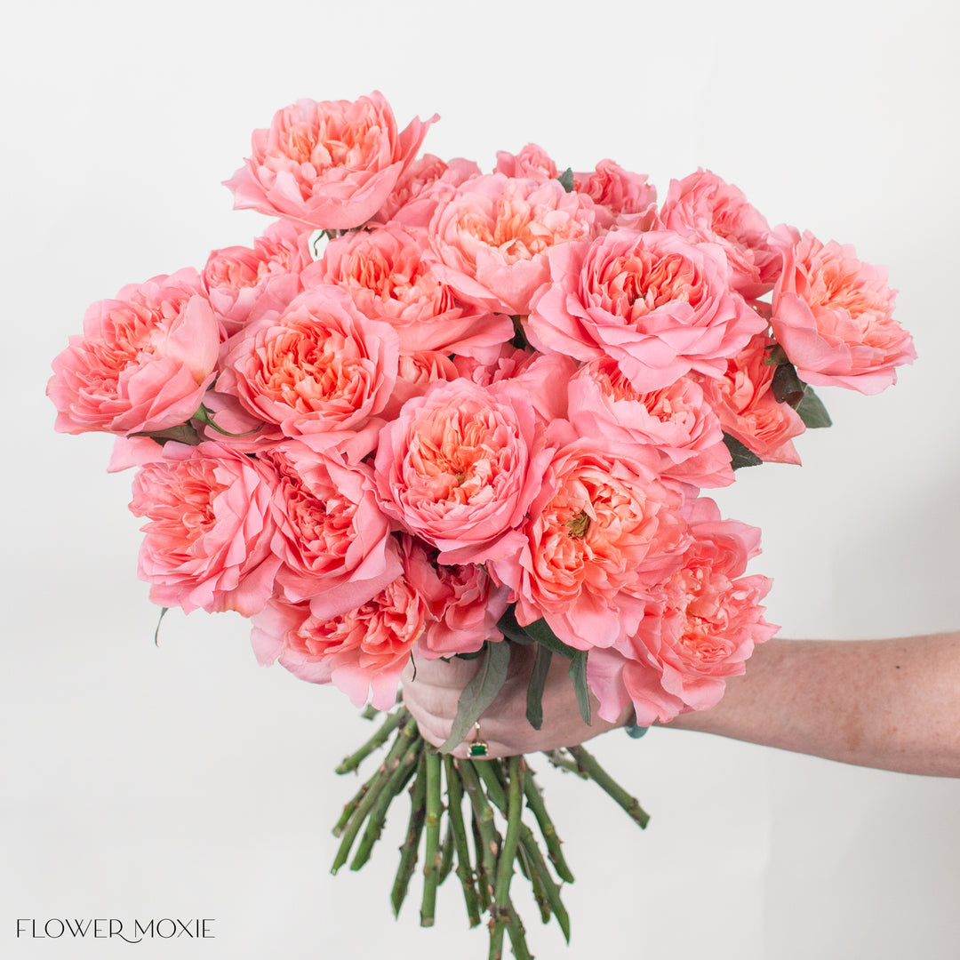 Coral Dragon Fly Garden Rose | DIY Wedding Flowers | Flower Moxie