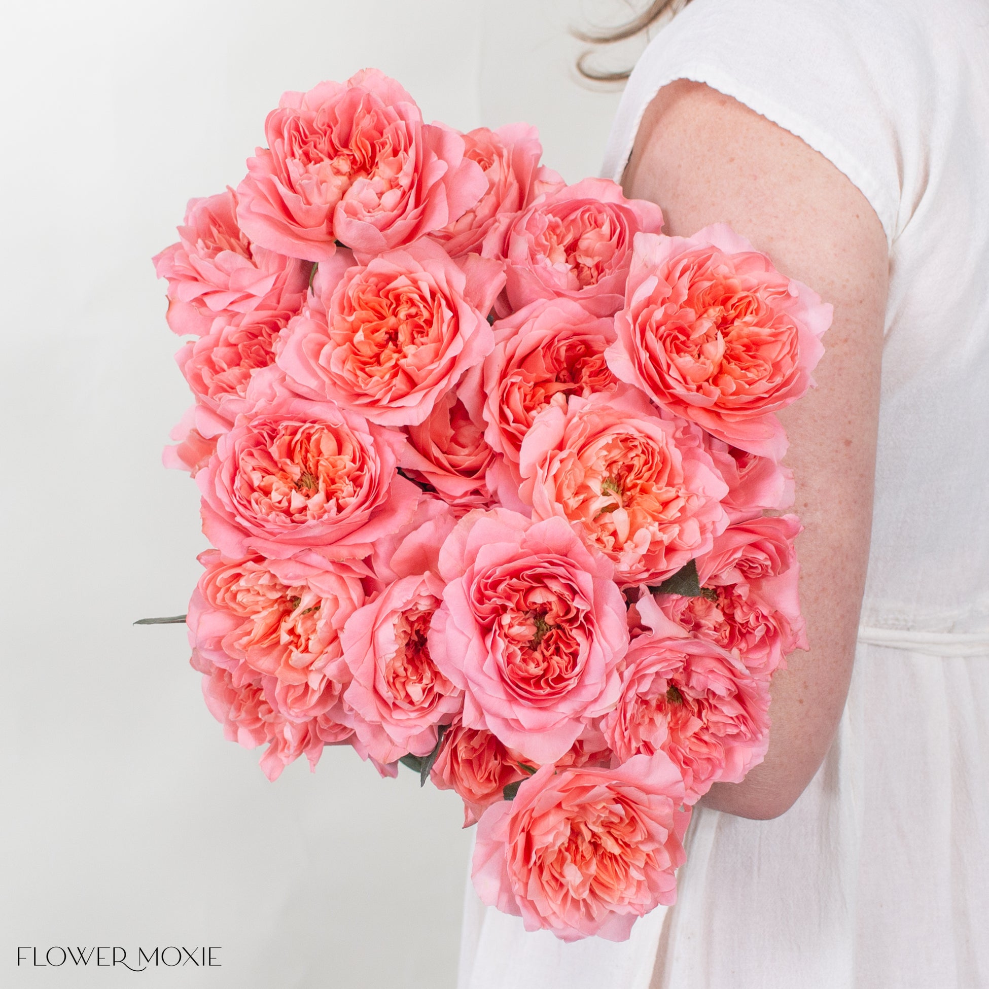 Coral Dragon Fly Garden Rose | DIY Wedding Flowers | Flower Moxie