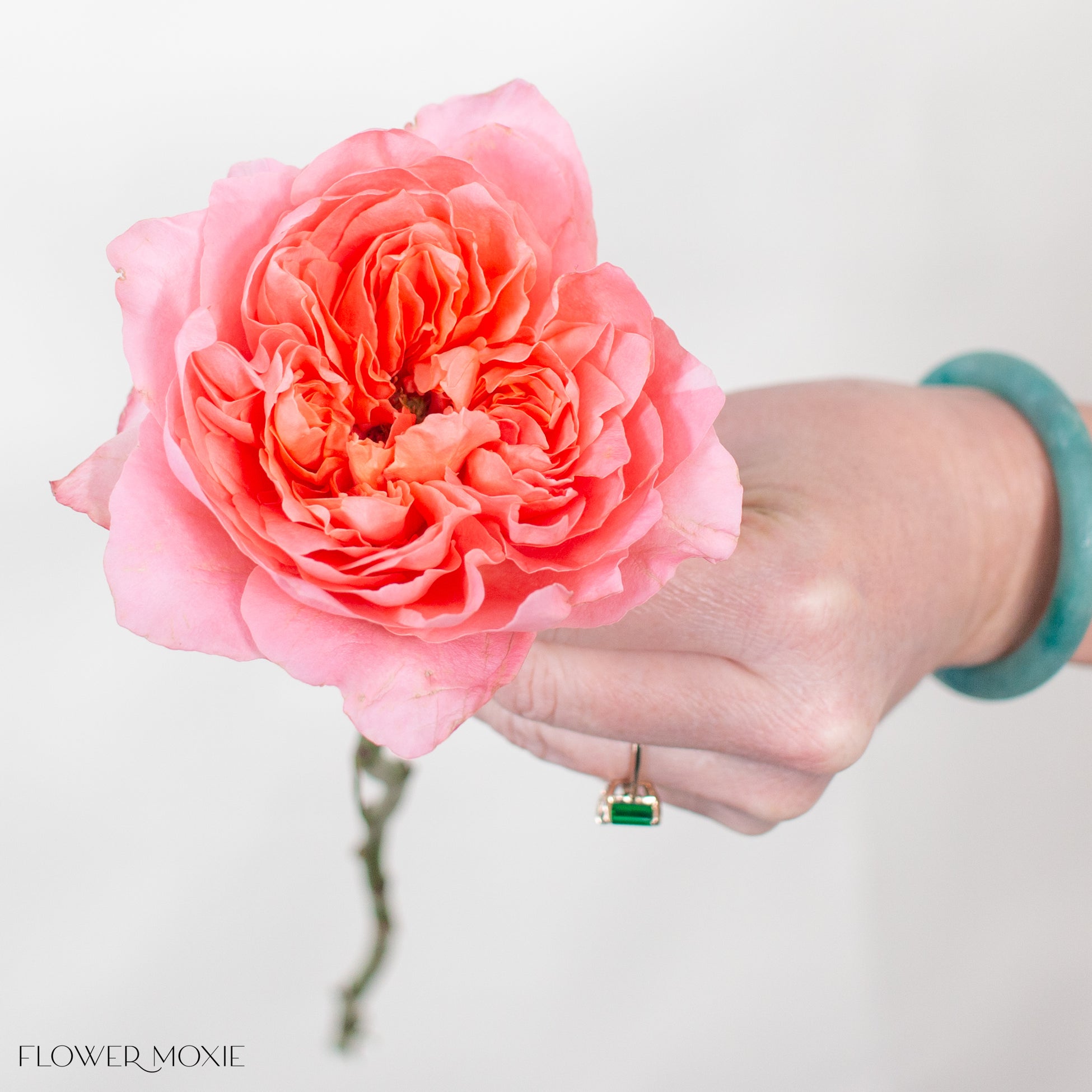 Coral Dragon Fly Garden Rose | DIY Wedding Flowers | Flower Moxie