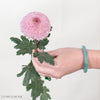 Light Pink Ball Cremone Flower | DIY Wedding Flowers | Flower Moxie