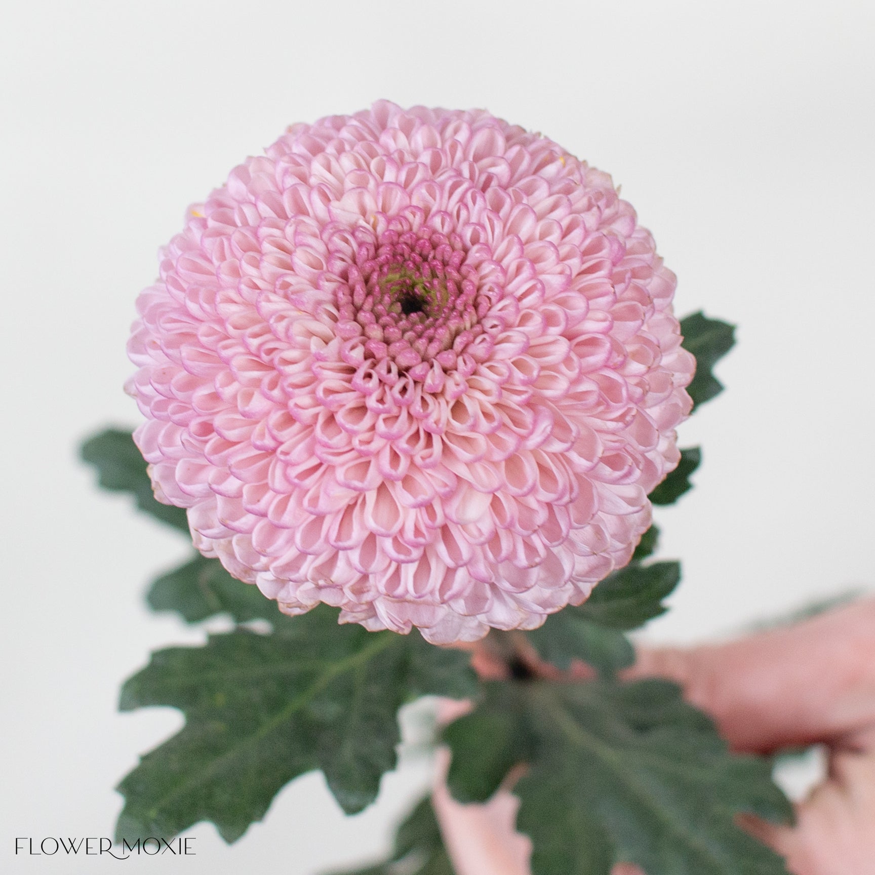 Light Pink Ball Cremone Flower | DIY Wedding Flowers | Flower Moxie