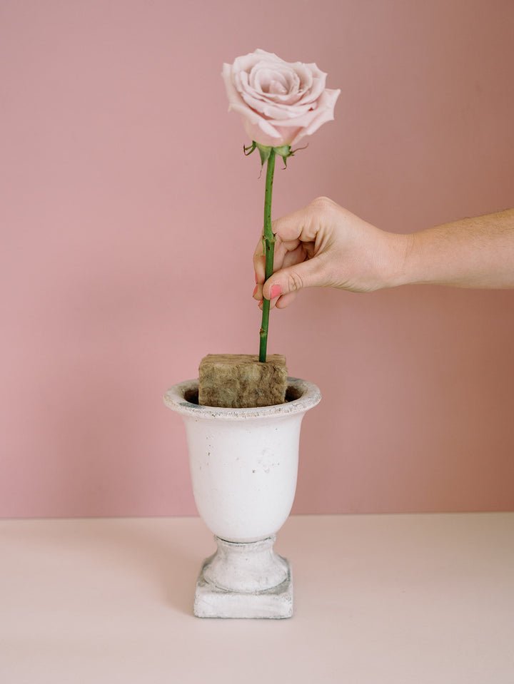 Blush Pink Sweet Escimo Rose | DIY Wedding Flowers | Flower Moxie