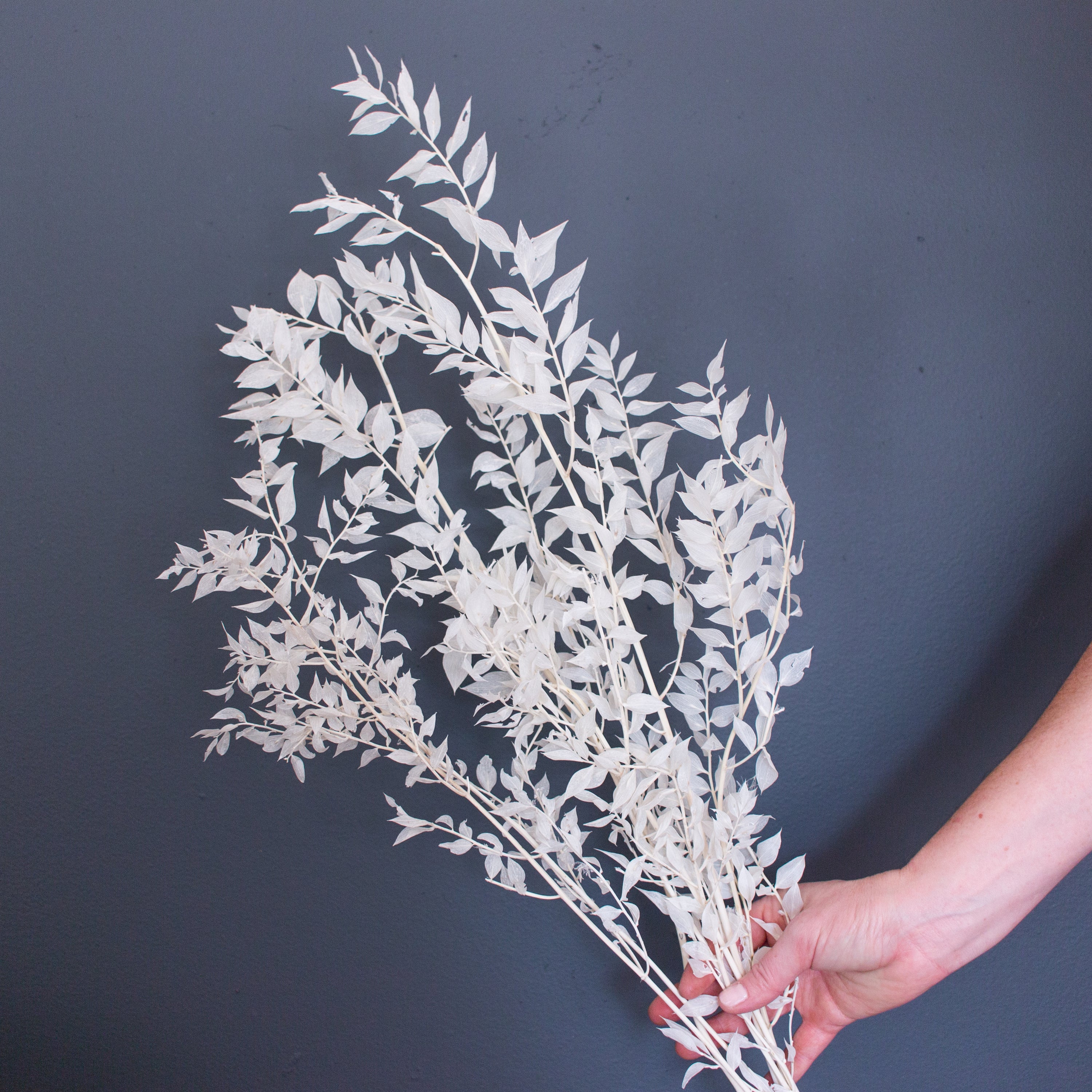 Bleached Dried White Italian Ruscus – Flower Moxie