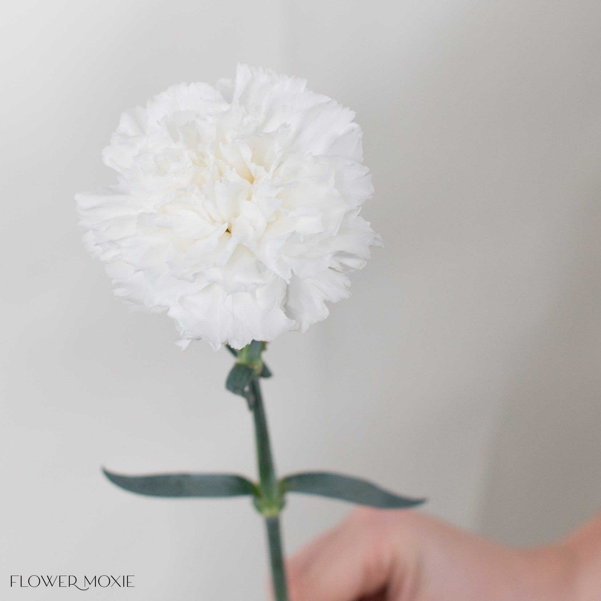 White Carnations | Bulk Fresh DIY Wedding Flowers | Flower Moxie
