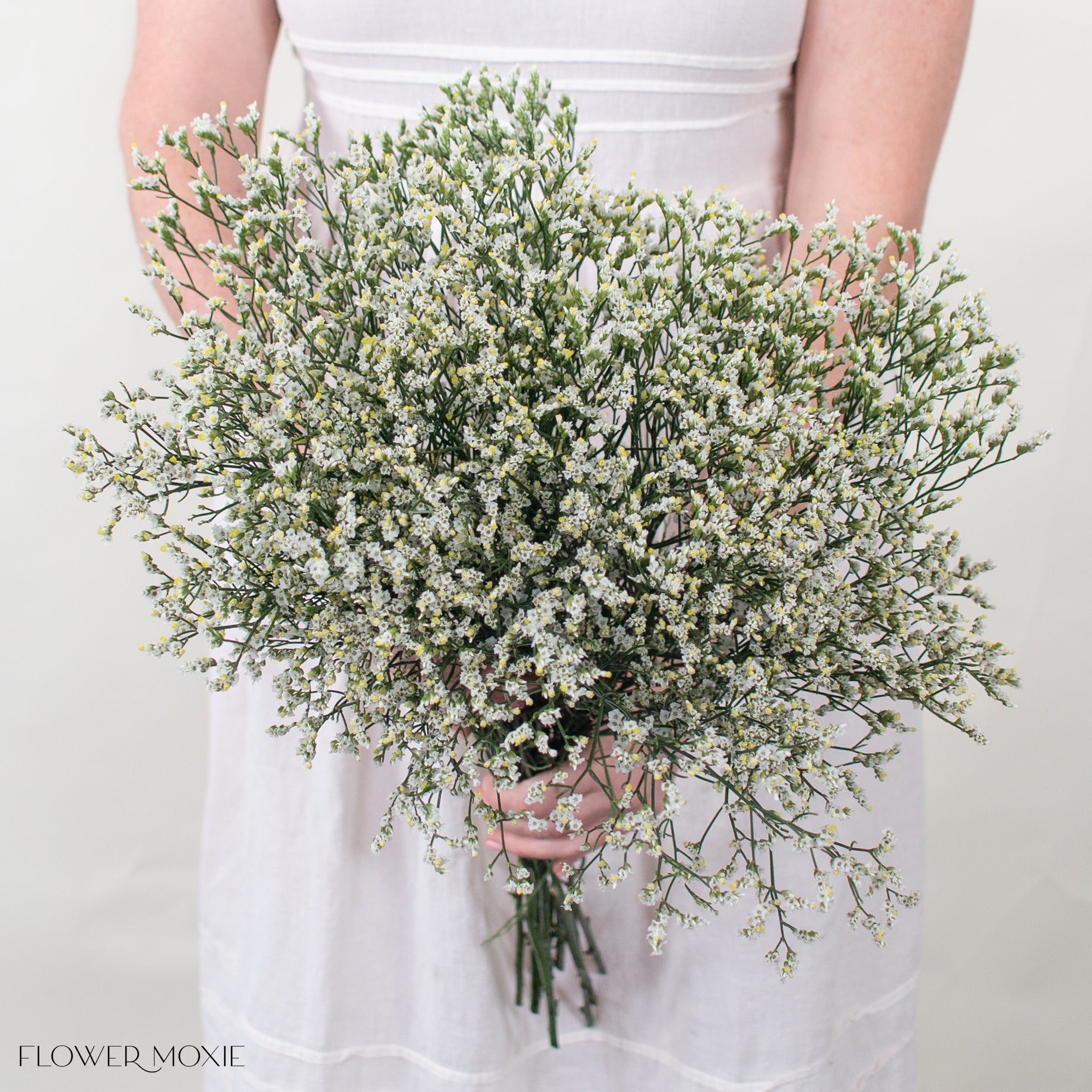 Limonium – Flower Moxie