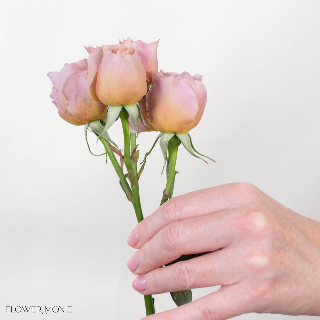 Mauve Loli Spray Garden Roses | Bulk Wedding Flowers - Flower Moxie