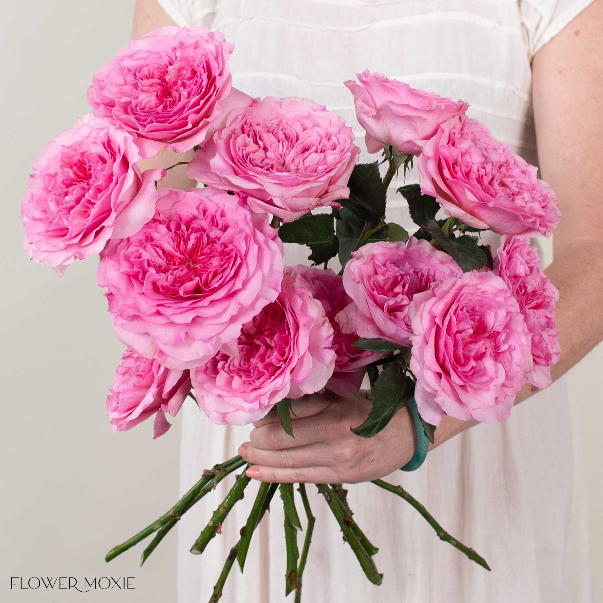 Pink Millicent David Austin Garden Rose | DIY Wedding Flowers | Flower ...