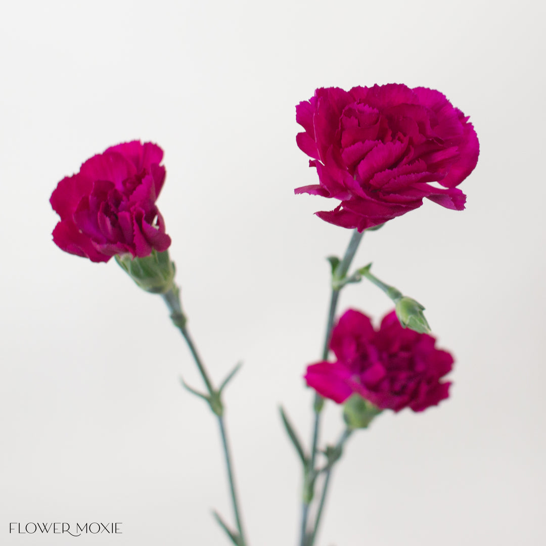 Fuchsia Mini Carnations | DIY Wedding Flowers | Flower Moxie