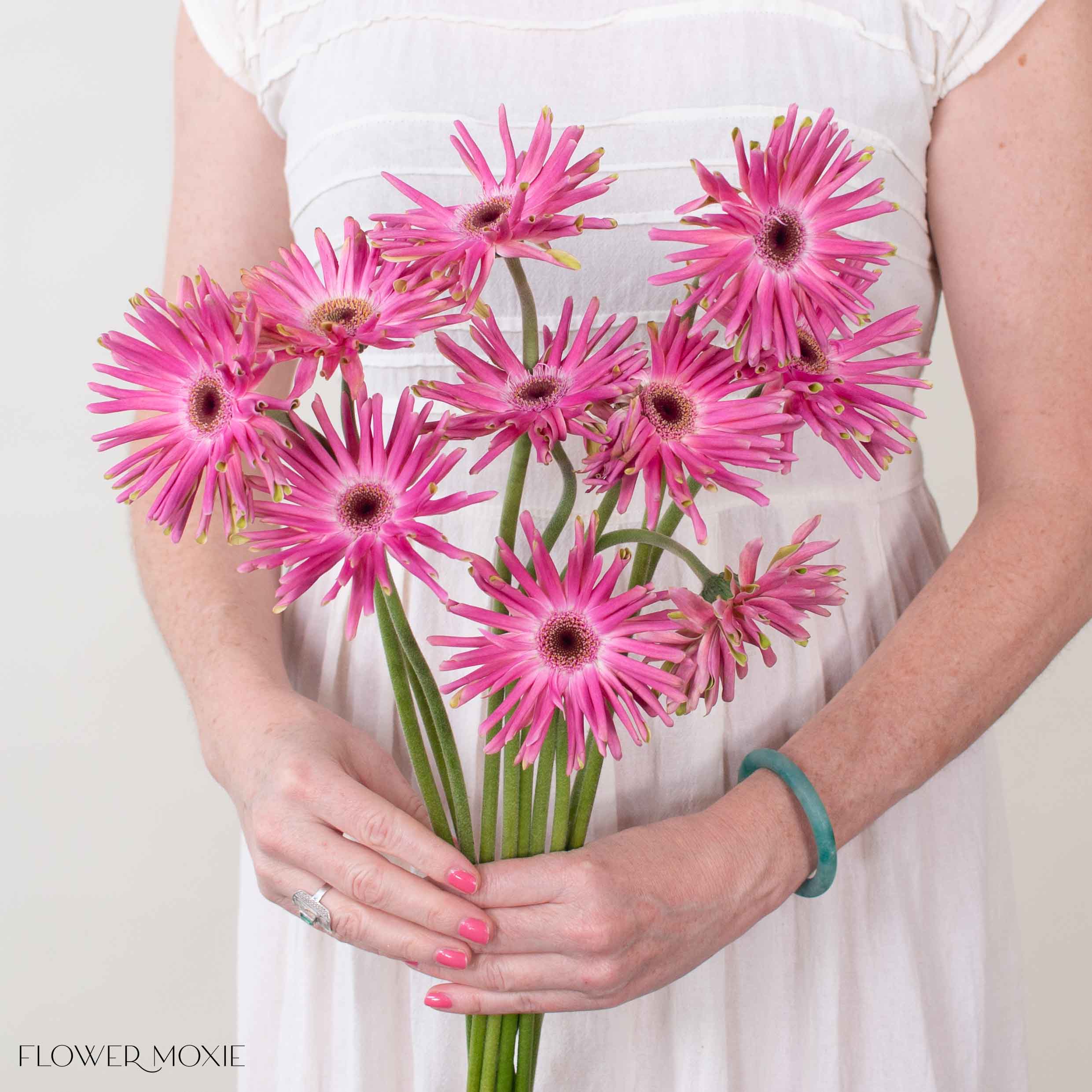 Mauve Curly Mini Gerbera Daisies | Fresh DIY Wedding Flowers | Flower Moxie