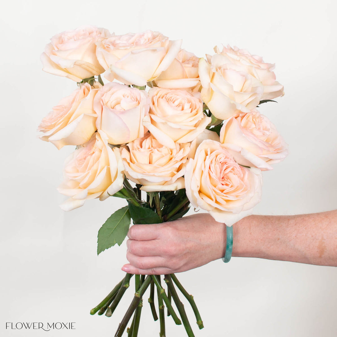 Peach Princess Maya Garden Rose | DIY Wedding Flowers – Flower Moxie
