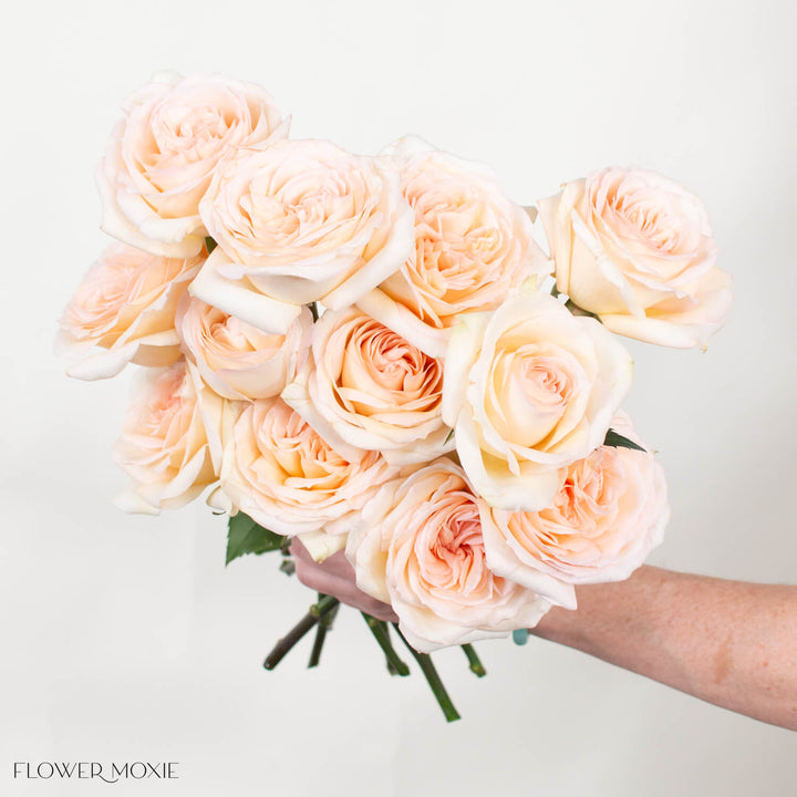 Peach Princess Maya Garden Rose | DIY Wedding Flowers – Flower Moxie