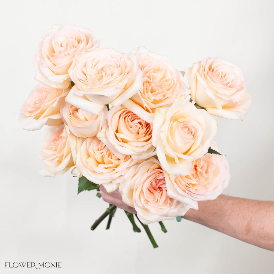 Peach Princess Maya Garden Rose | DIY Wedding Flowers – Flower Moxie