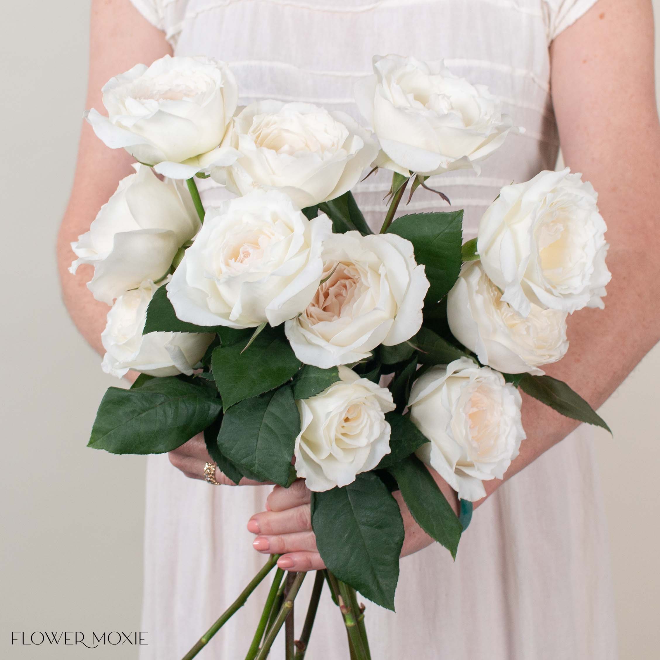 White Princess Miyuki Garden Rose | DIY Flowers | Flower Moxie