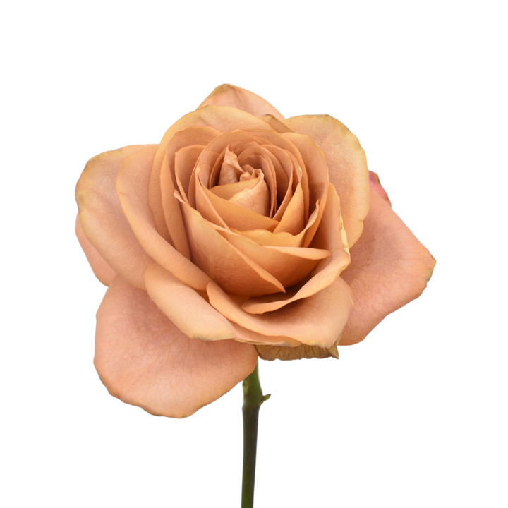 Golden Brown Symbol Rose | DIY Wedding Flowers | Flower Moxie