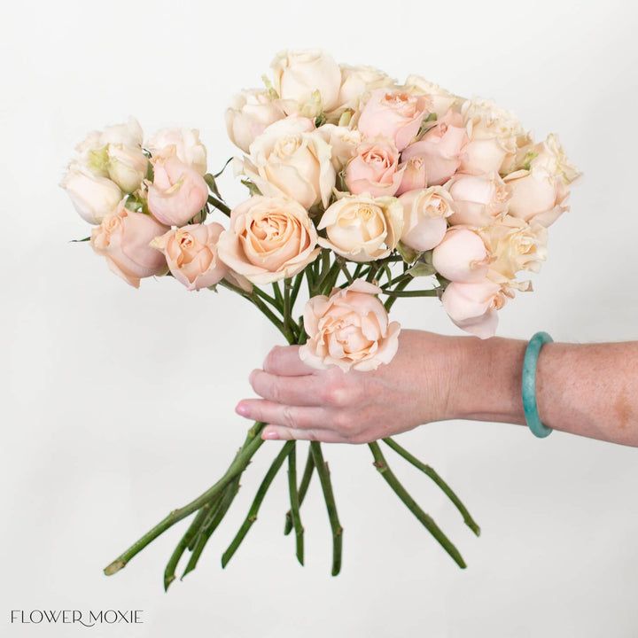 Champagne Sahara Spray Roses | DIY Flowers | Flower Moxie