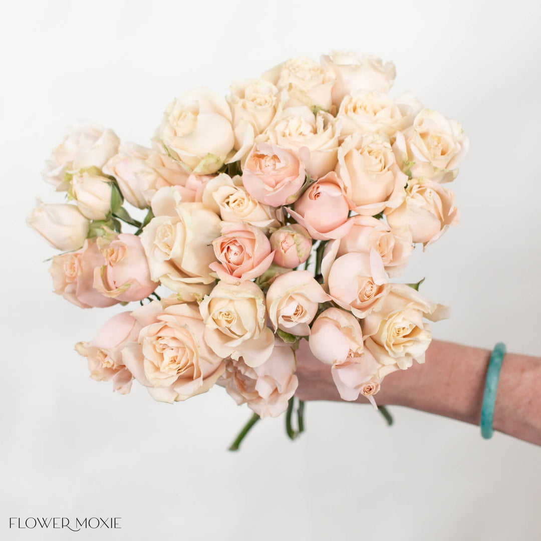 Champagne Sahara Spray Roses | DIY Flowers | Flower Moxie