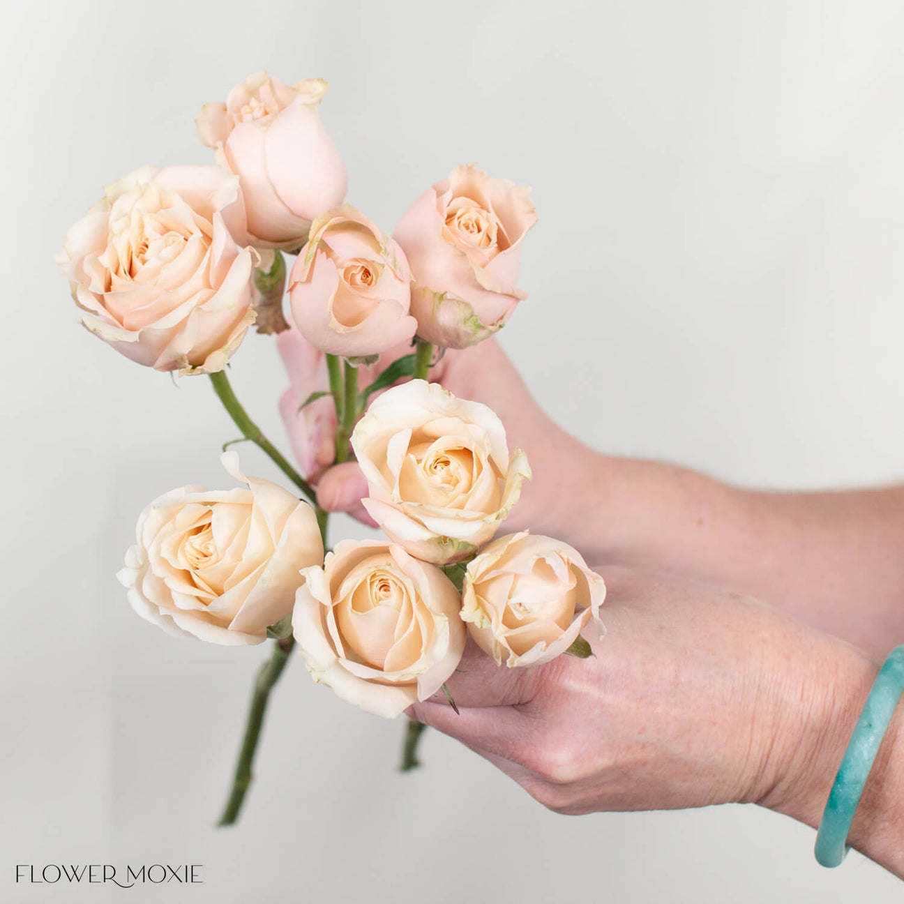 Champagne Sahara Spray Roses | DIY Flowers | Flower Moxie