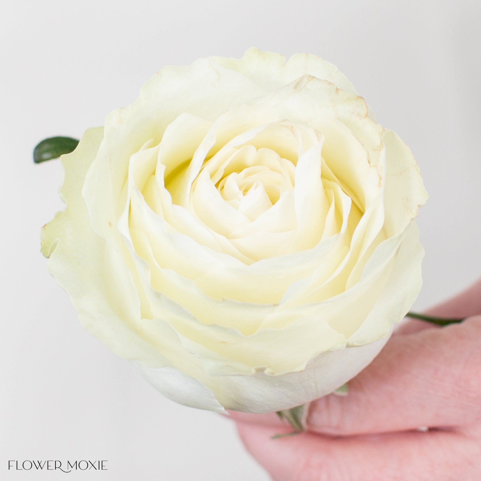 White Garden Roses | DIY Wedding Flowers | Flower Moxie