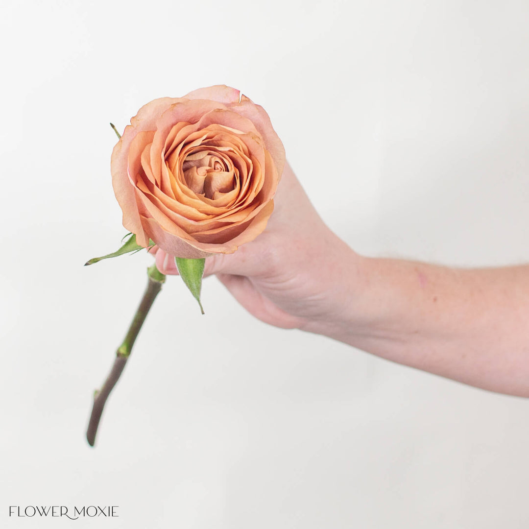 Golden Brown Symbol Rose | DIY Wedding Flowers | Flower Moxie