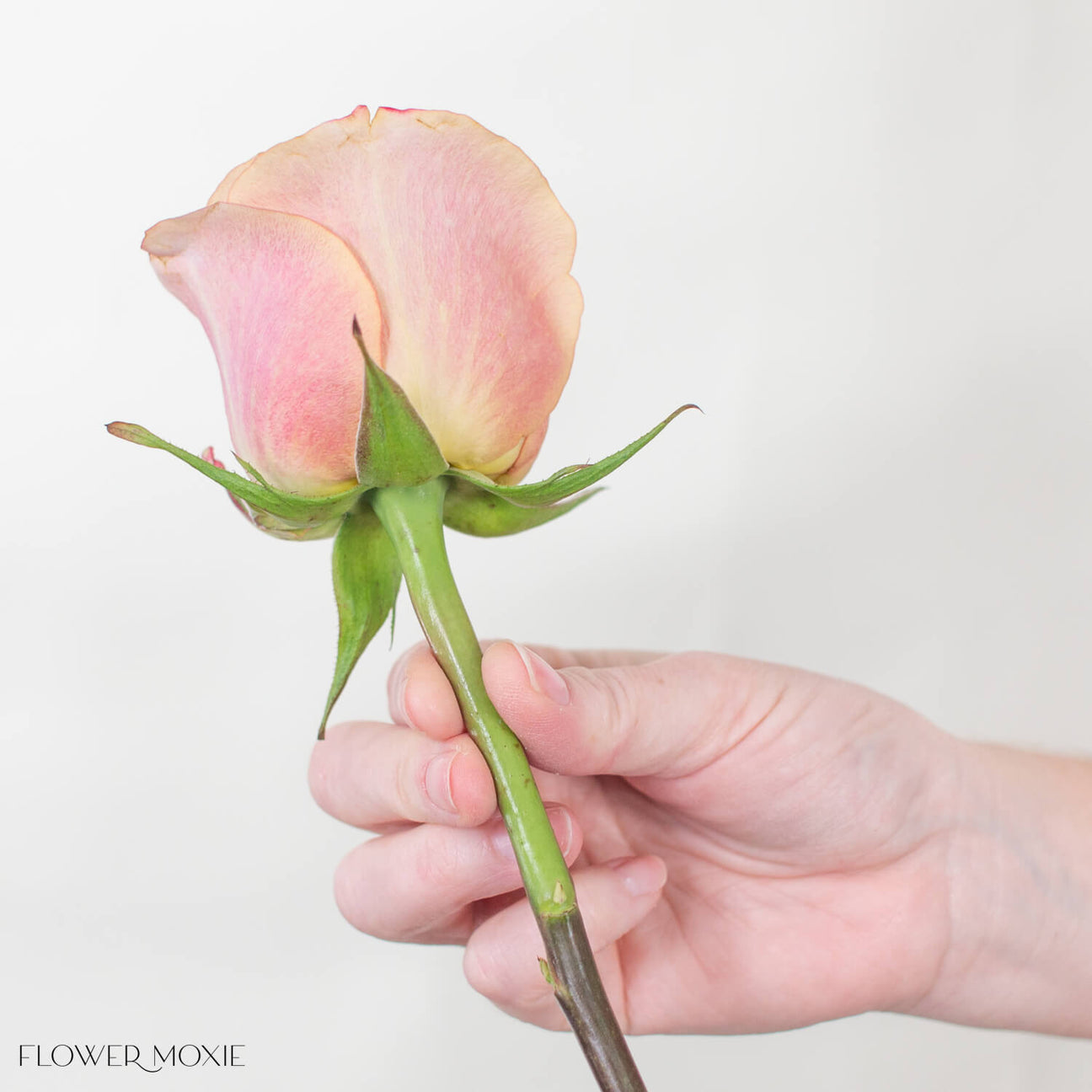 Golden Brown Symbol Rose | DIY Wedding Flowers | Flower Moxie