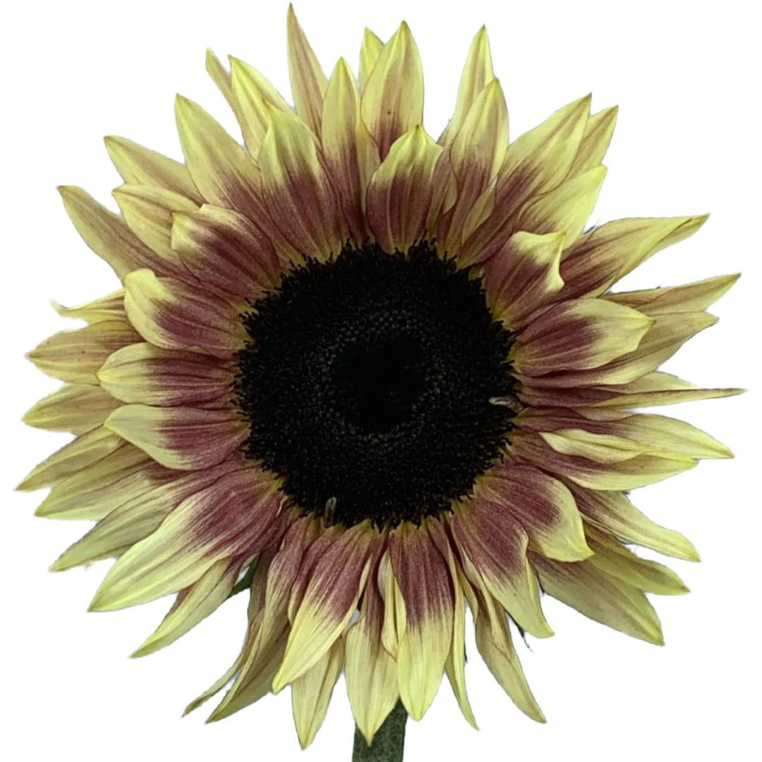 Sunflower No Background Sunflower Free Vector Clipart Images On