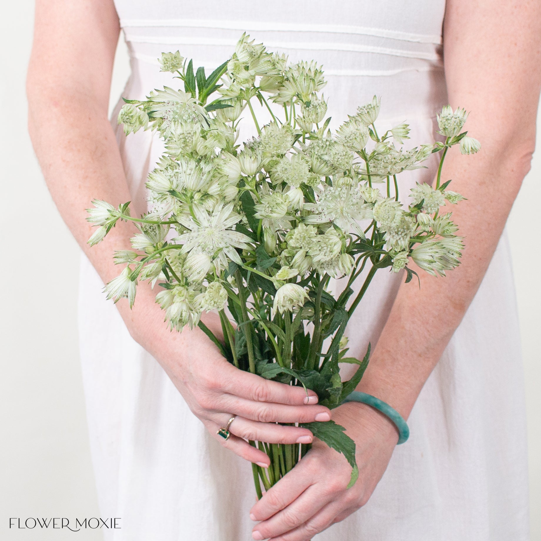 Astrantia Bulk Flowers | DIY Wedding Flowers | Flower Moxie