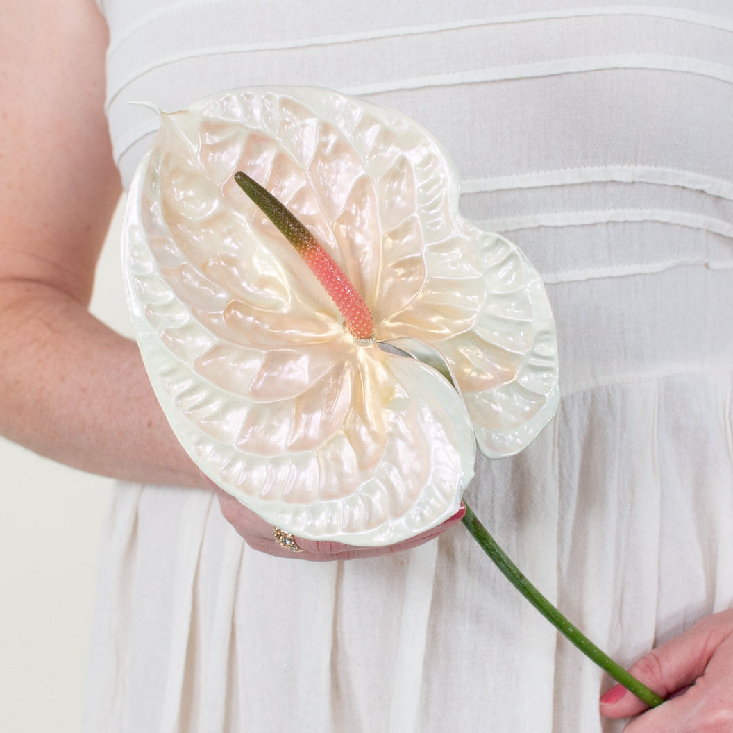 Anthurium – Flower Moxie