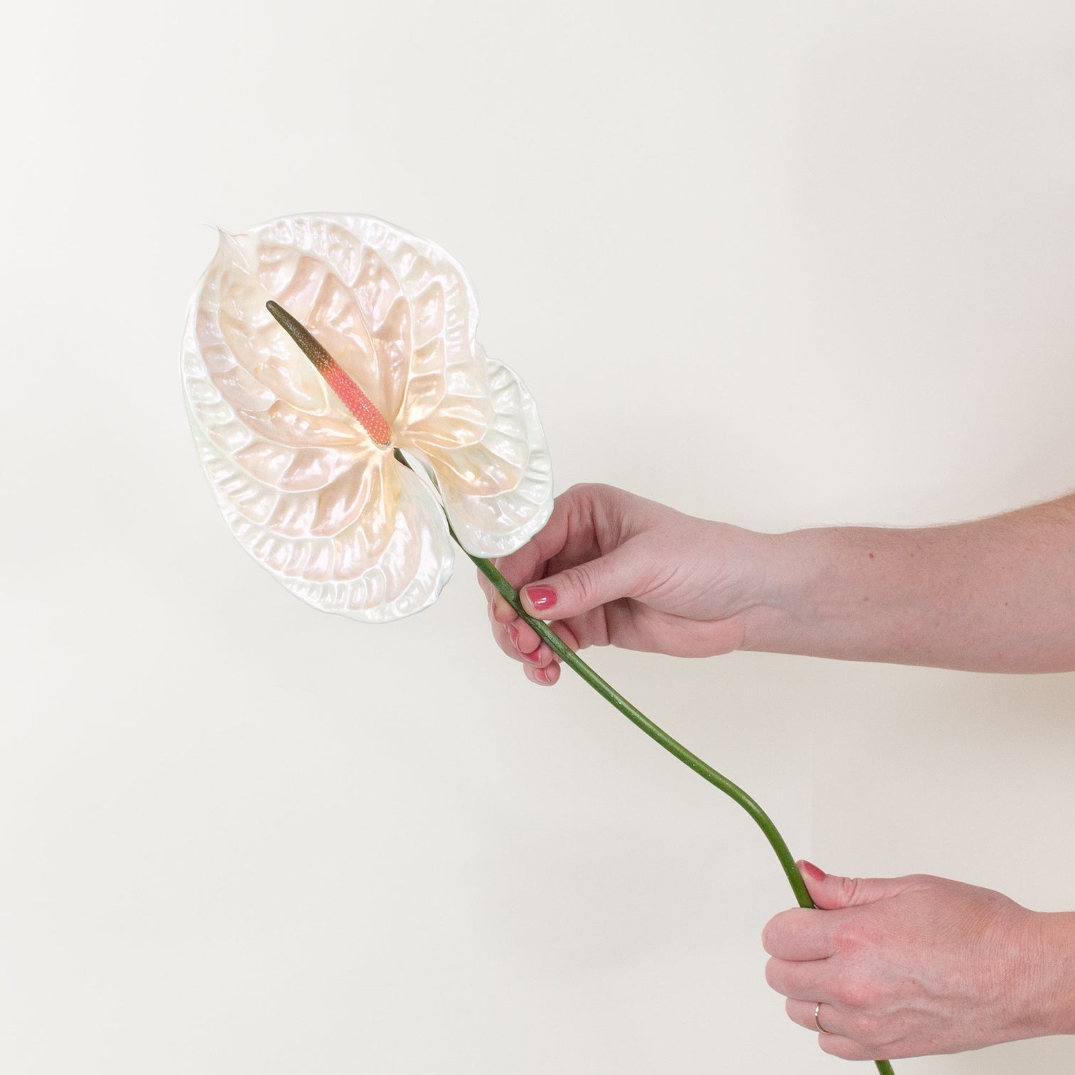 Iridiscent Anthurium - Pearl | Free Shipping with Flower Moxie