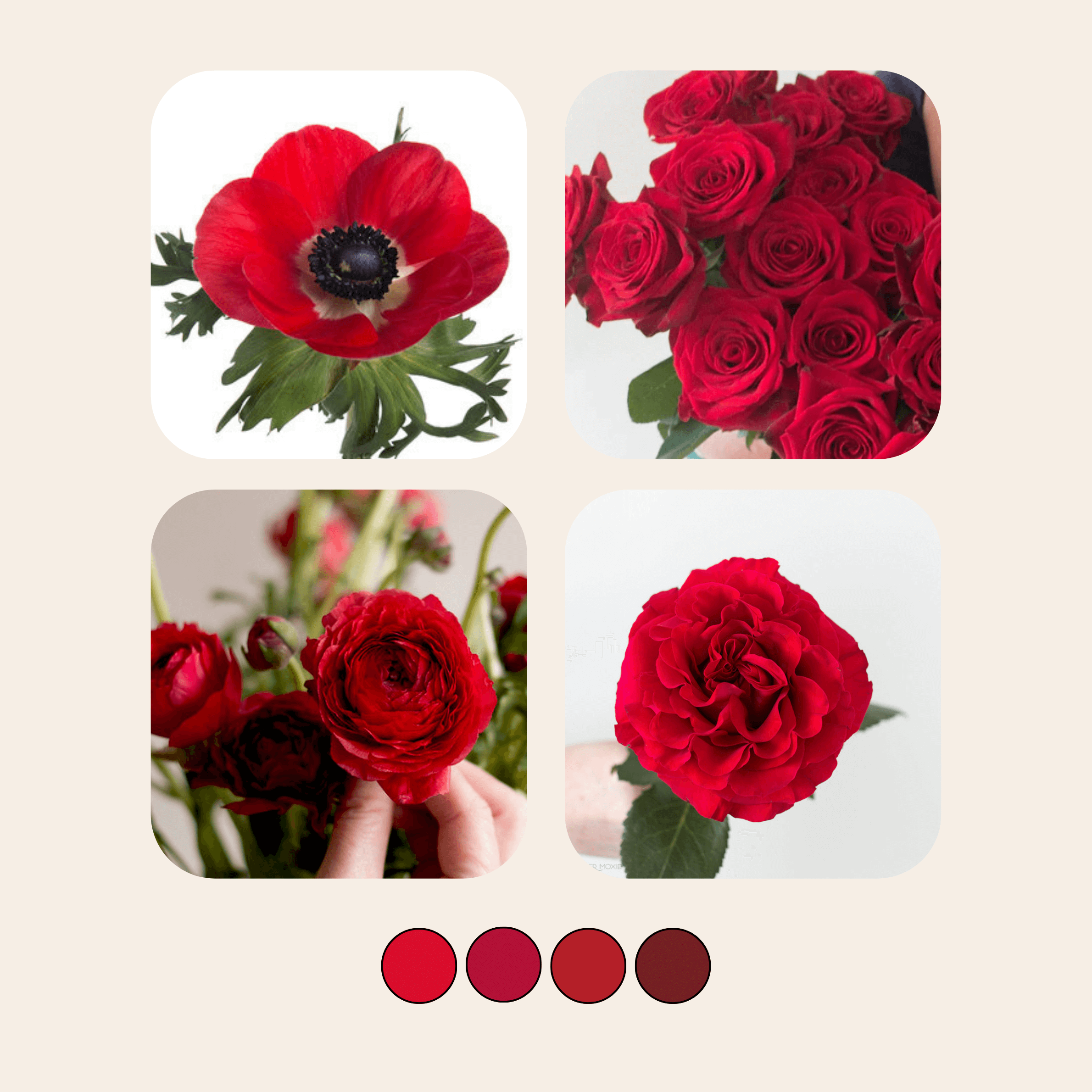 Red Mixed Box | Bulk DIY Flowers | Flower Moxie