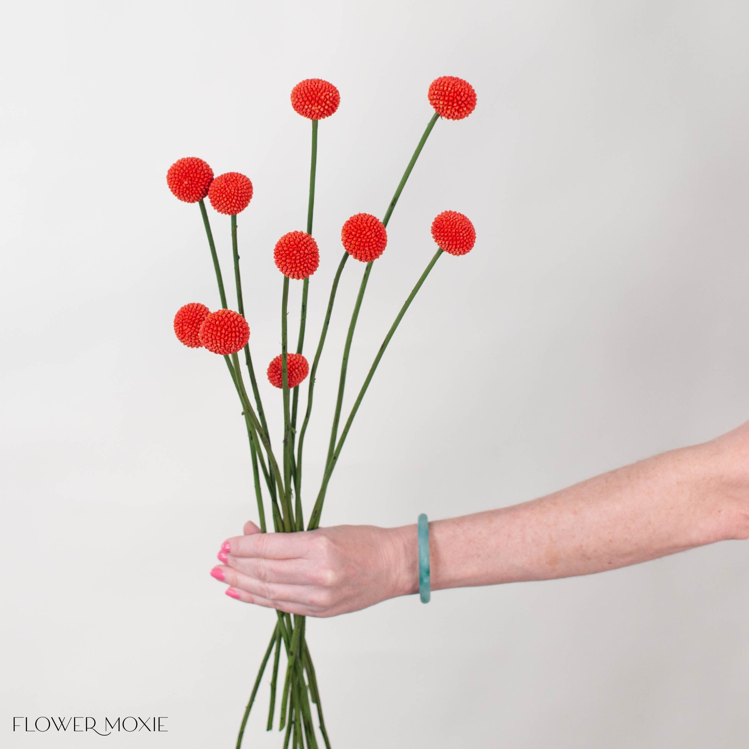 Tinted Poppy Billy Ball Flower | DIY Wedding Flower | Flower Moxie