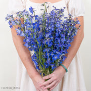 Delphinium Mixed Box | Flower Moxie Bulk Flowers