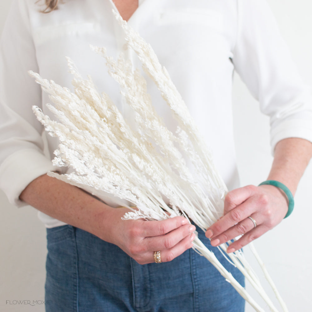 Dried Bleached White Solidago Goldenrod | Flower Moxie