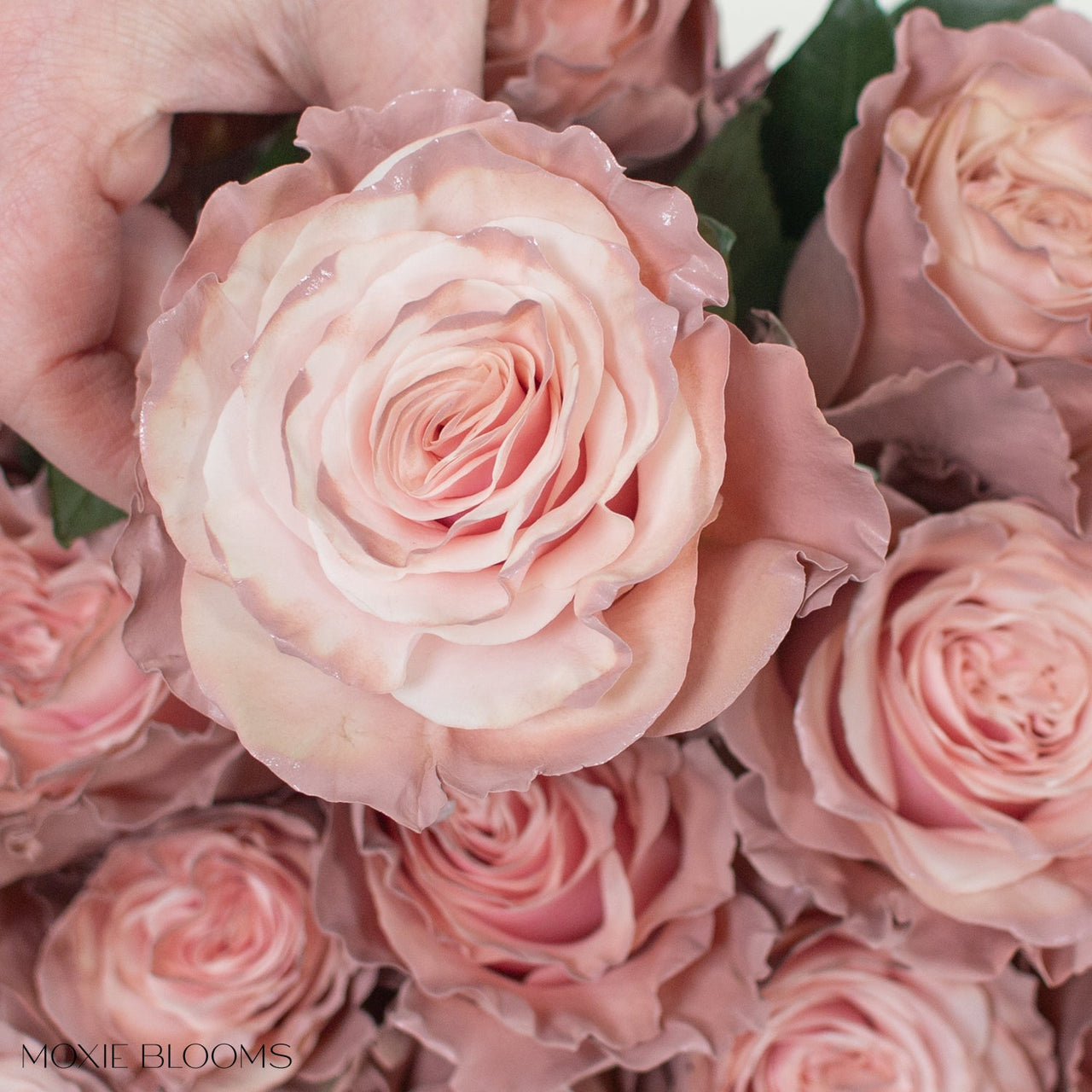 Novelty Roses – Flower Moxie